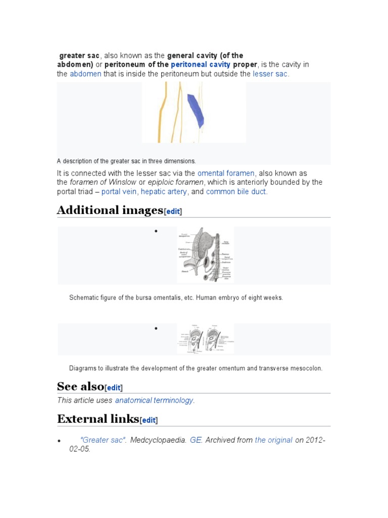 Greater Sac | PDF | Peritoneum | Abdomen