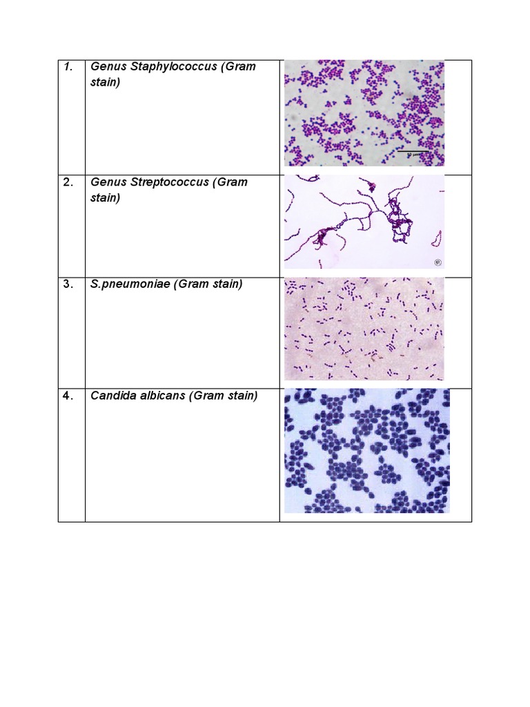 Probiotics and Lamb Stain Analysis | PDF