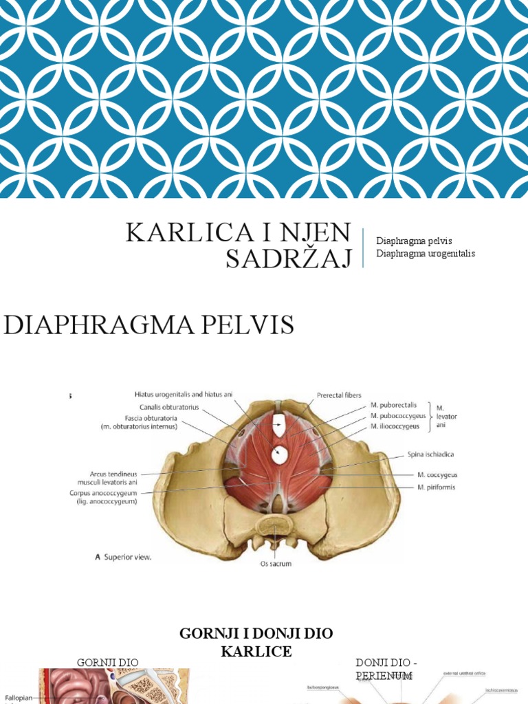 Karlica, Zidovi, Regije I Organi | PDF