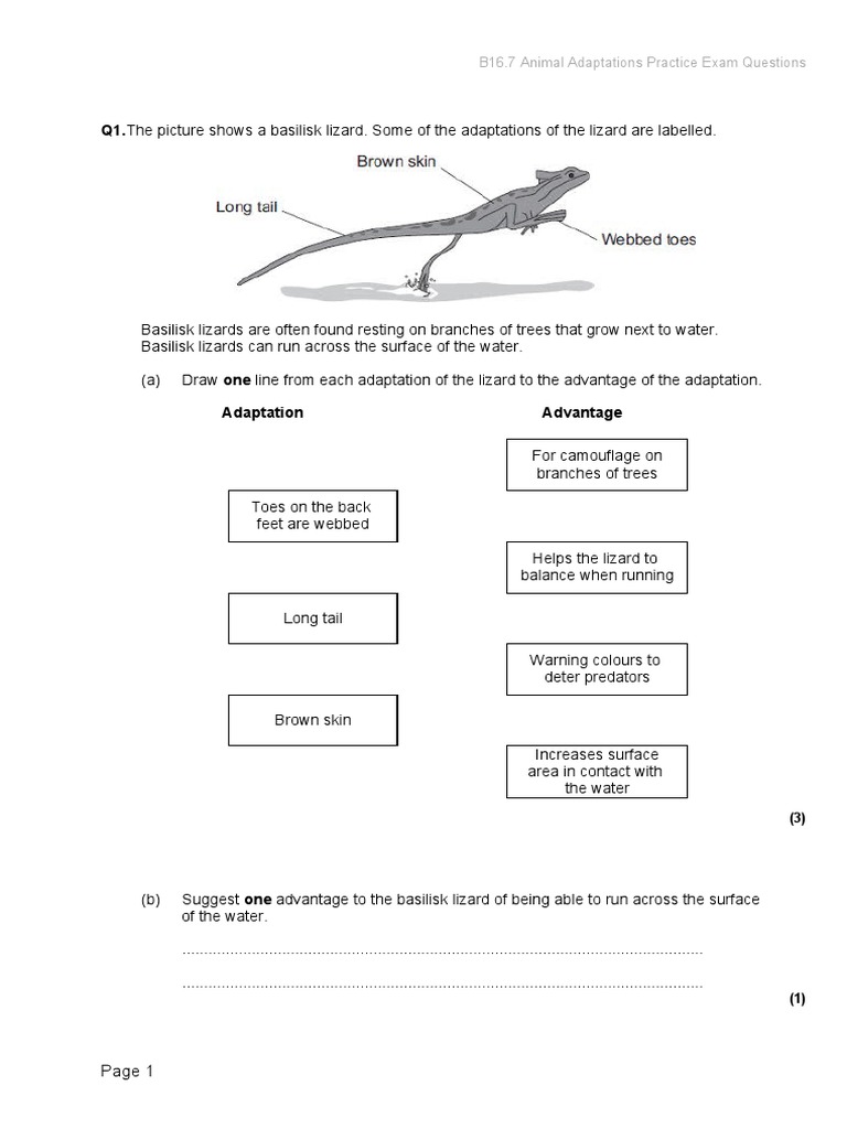 B16.7 Animal Adaptations Practice Exam Q | PDF | Predation | Fur