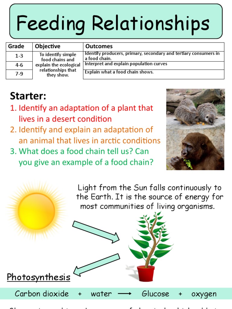 Lesson 1 Feeding-Relationships | PDF | Predation | Herbivore