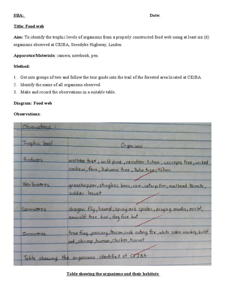 Food Web SBA | PDF