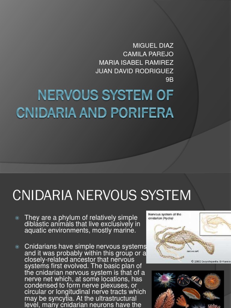 Nervous System of Cnidaria and Porifera 9B | PDF | Sponge | Organisms
