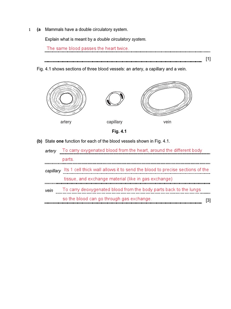 Transport in Animals Test2020 | PDF | Artery | Coronary Circulation