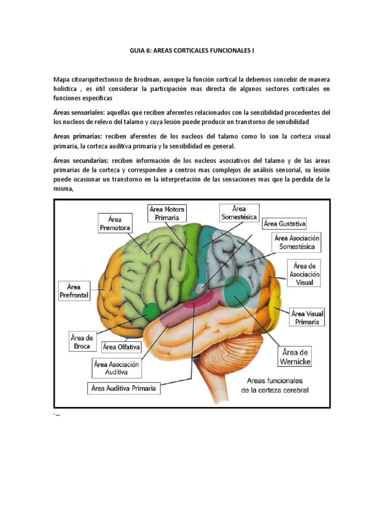 Guia 6 Areas Corticales Funcionales | PDF | Corteza cerebral | Lóbulo ...