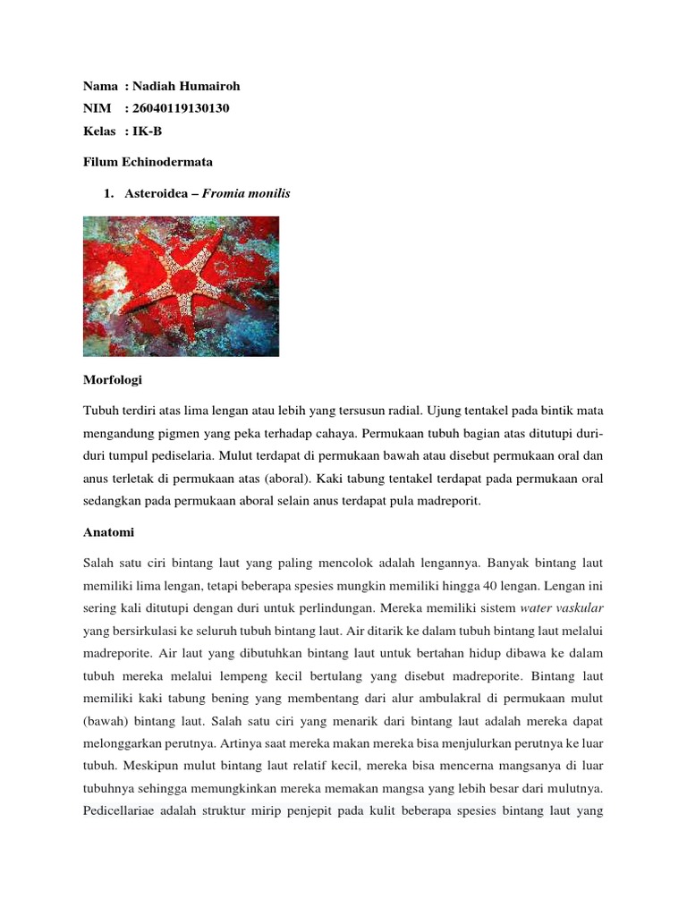 Nadiah Humairoh M S - 26040119130130 - Echinodermata | PDF