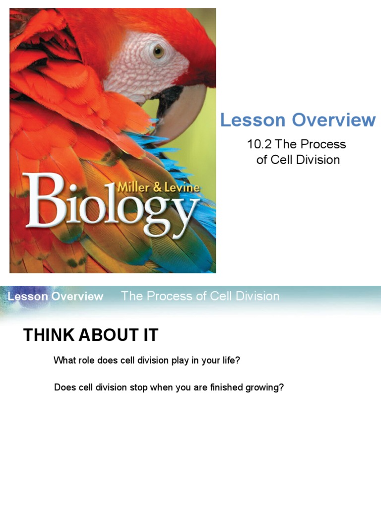 The Process of Cell Division | PDF | Mitosis | Chromosome