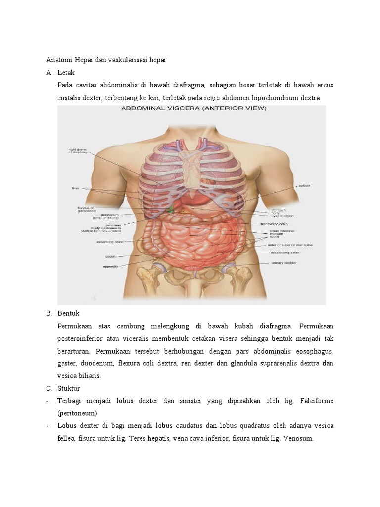 Anatomi Hepar Dan Vaskularisasi Hepar | PDF | Sains & Matematika
