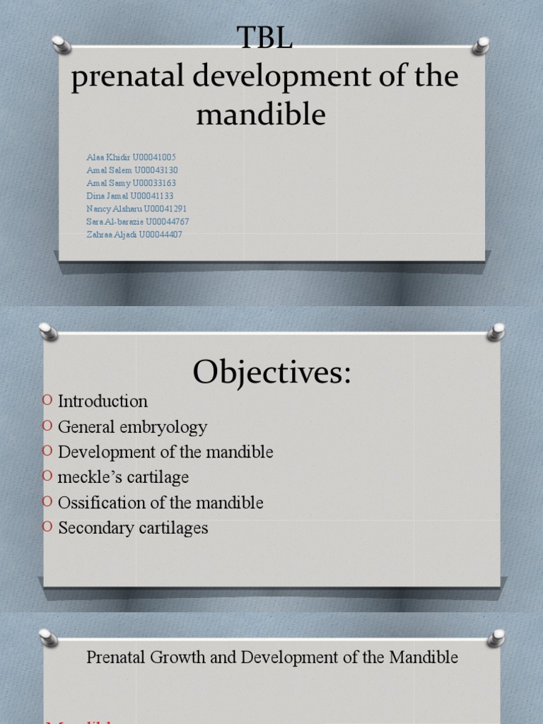 TBL Prenatal Development of The Mandible | PDF | Human Head And Neck ...