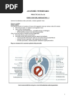 Netter Corazon | PDF | Ventrículo (corazón) | Corazón