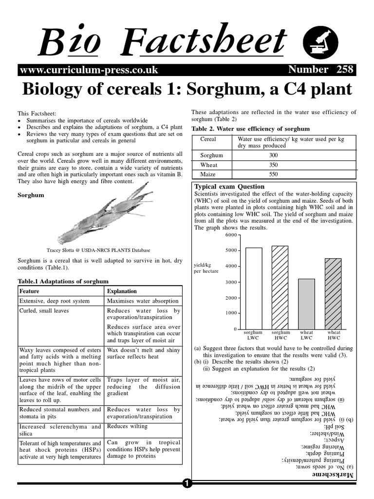 Sorghum C4 Plant Adaptations | PDF | Stoma | Leaf