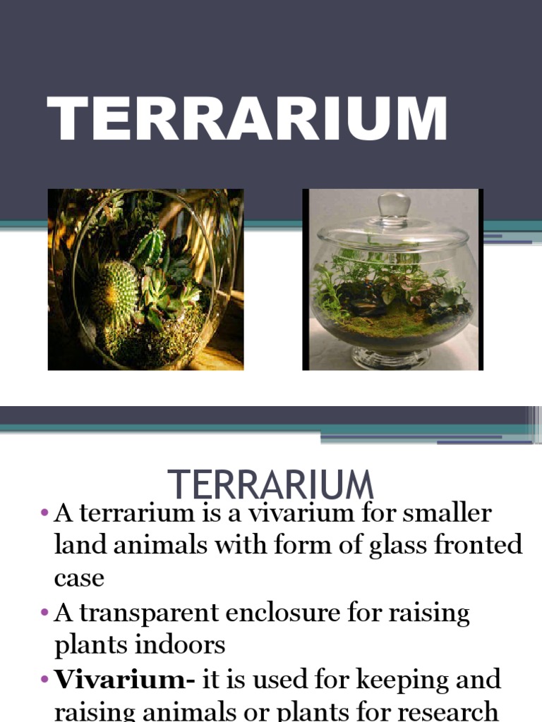 Terrarium Types and Care Guide | PDF | Plants | Horticulture And Gardening