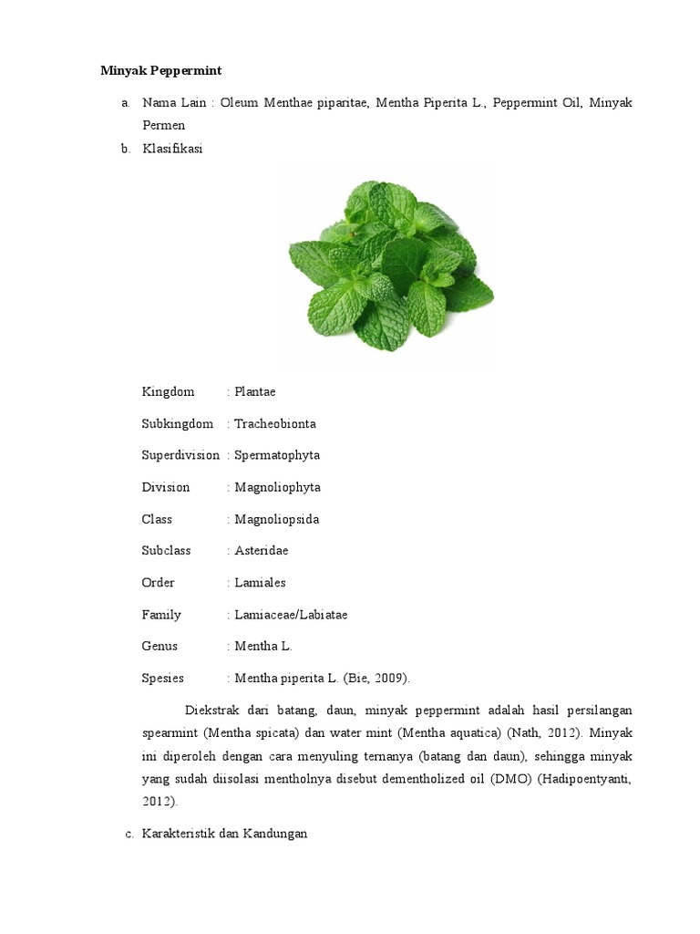 Minyak Peppermint (Tgs Kel Farmakognosi Ii) | PDF