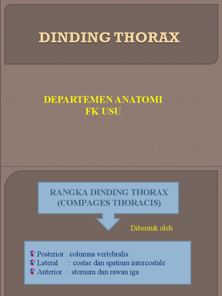 K21 Dinding Thorax (BBS) | PDF