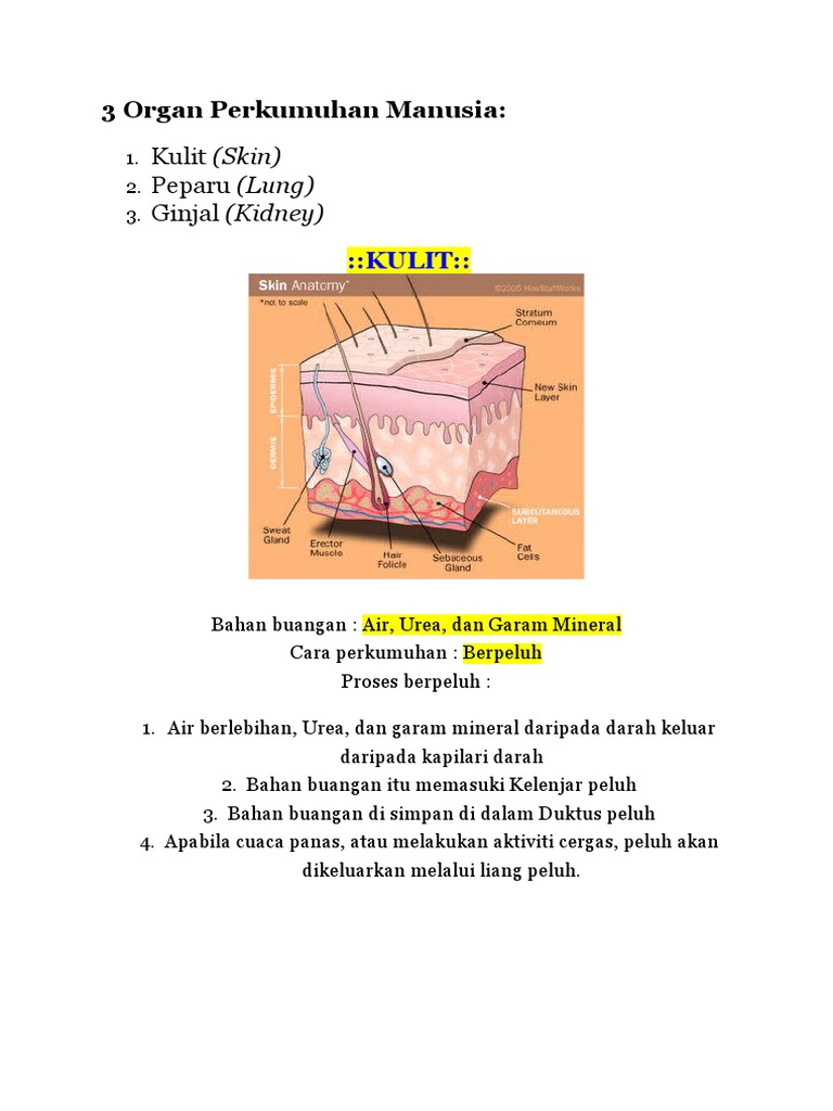 Organ Perkumuhan Manusia | PDF