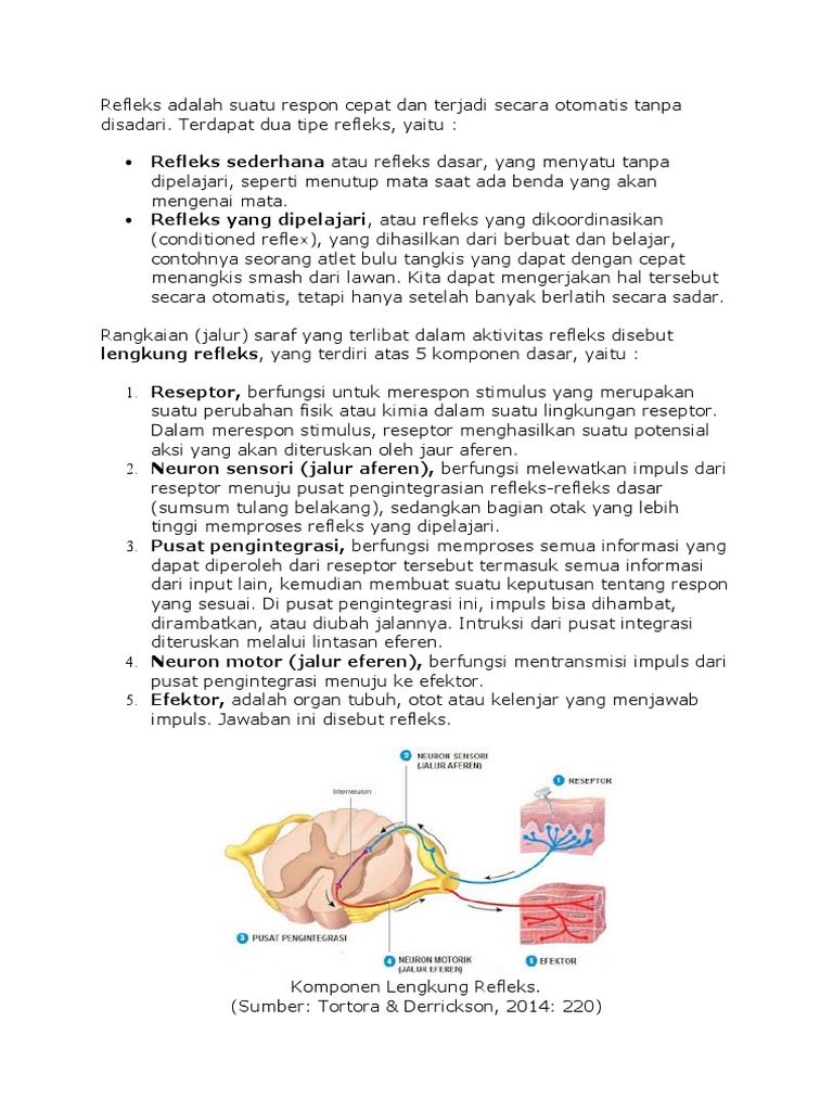 Komponen dan Mekanisme Lengkung Refleks | PDF | Sains & Matematika