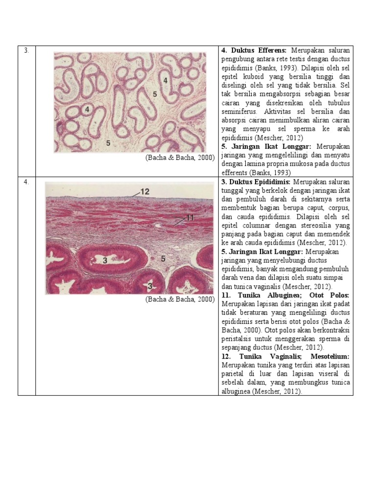 Duktus Efferens: Merupakan Saluran | PDF