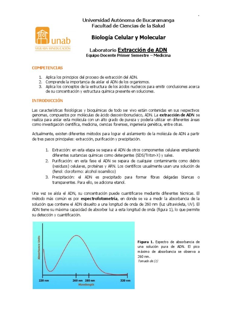 Guía Laboratorio Extracción de ADN | PDF | Adn | Biología Celular)