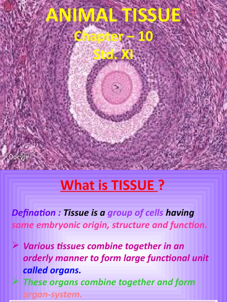 Class 11 Animal Tissue Overview | PDF | Epithelium | Connective Tissue