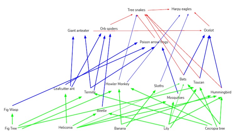 Food Web | PDF