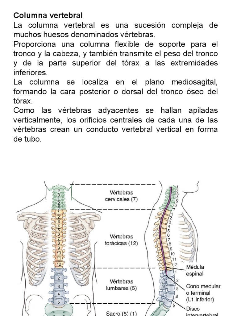 Columna Vertebral | PDF | Vértebra | La columna vertebral