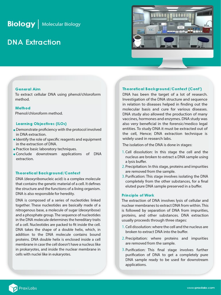 DNA Extraction Using Phenol/Chloroform | PDF | Dna | Protein Purification