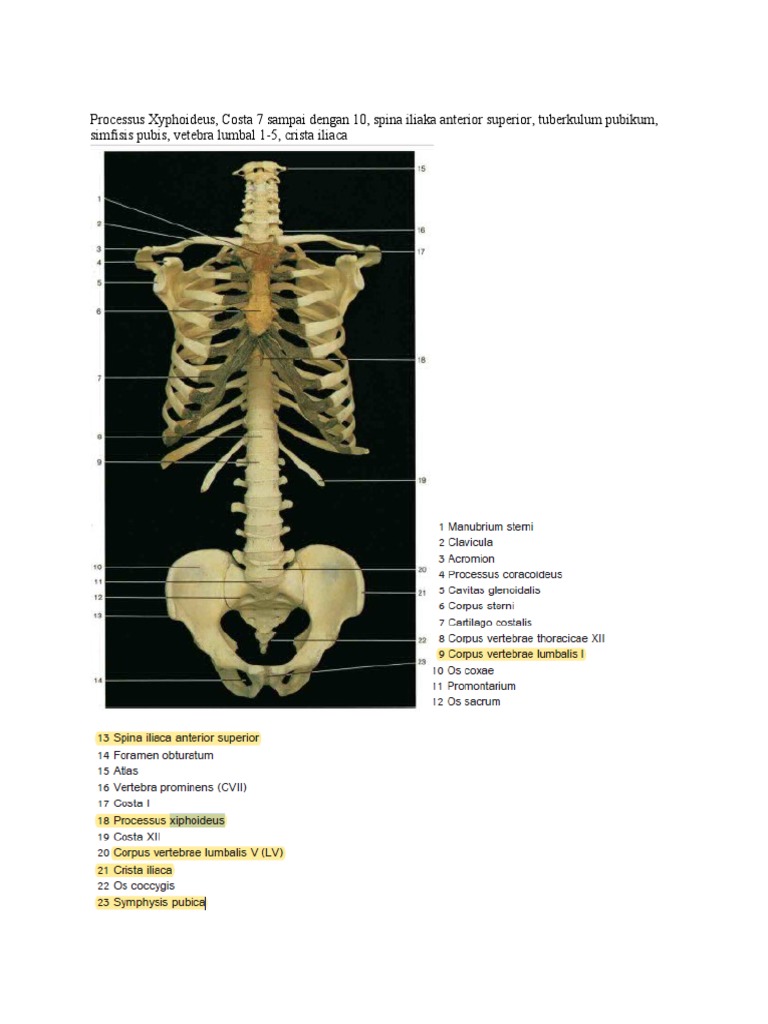 Anatomi Otot Dinding Perut | PDF