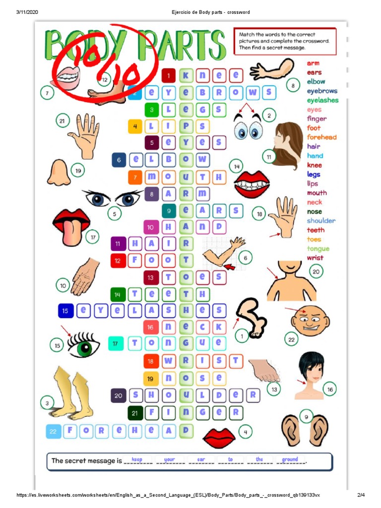Body Parts Crossword Exercise | PDF