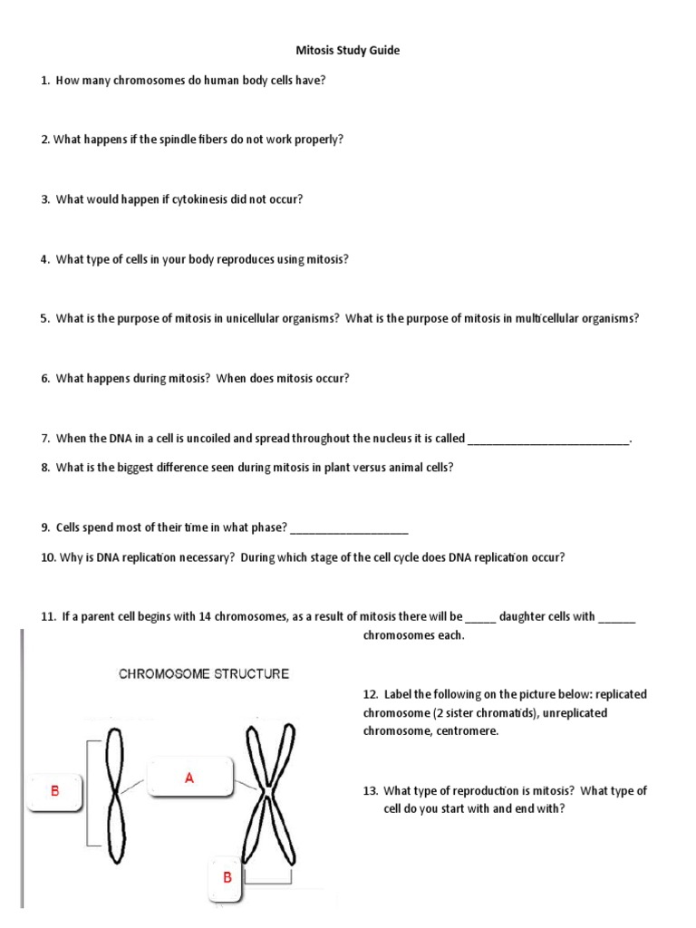 Mitosis Study Guide | PDF | Mitosis | Chromosome