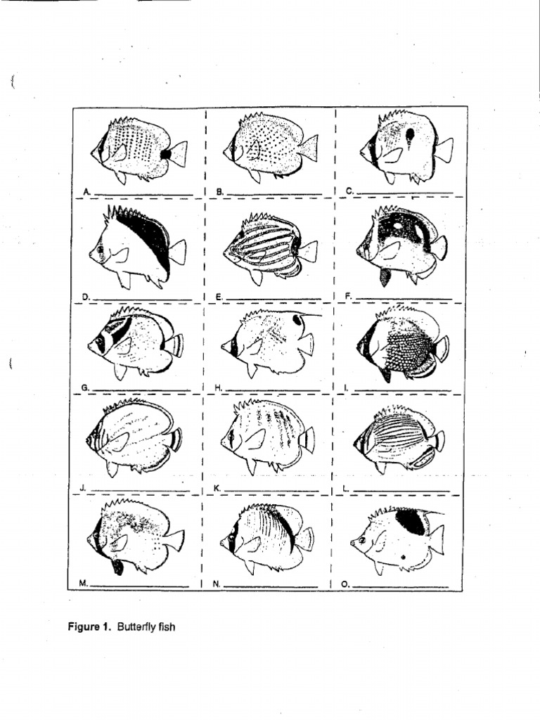 Dichotomous Key - Fish | PDF