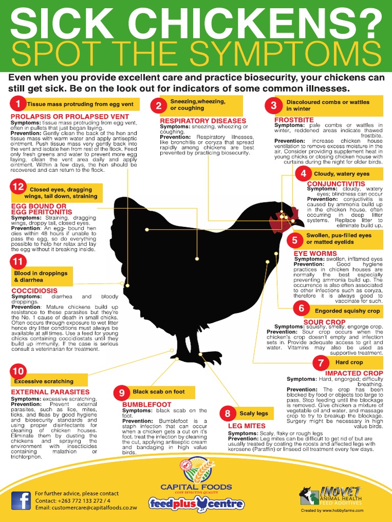 Sick Chicken Symptoms | PDF
