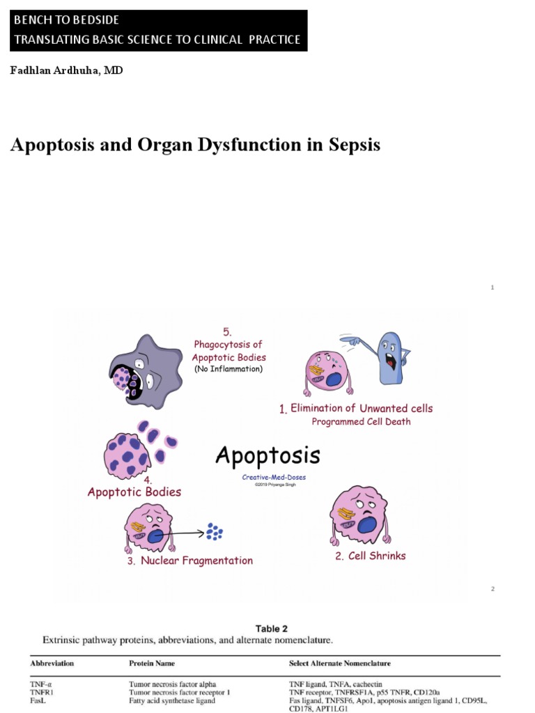 Apoptosis in Sepsis and Organ Dysfunction | PDF | Sepsis | Blood Vessel