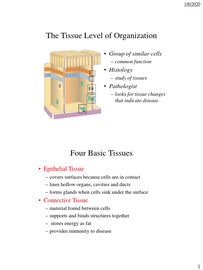 Overview of Tissue Types and Staining Techniques | PDF | Epithelium ...