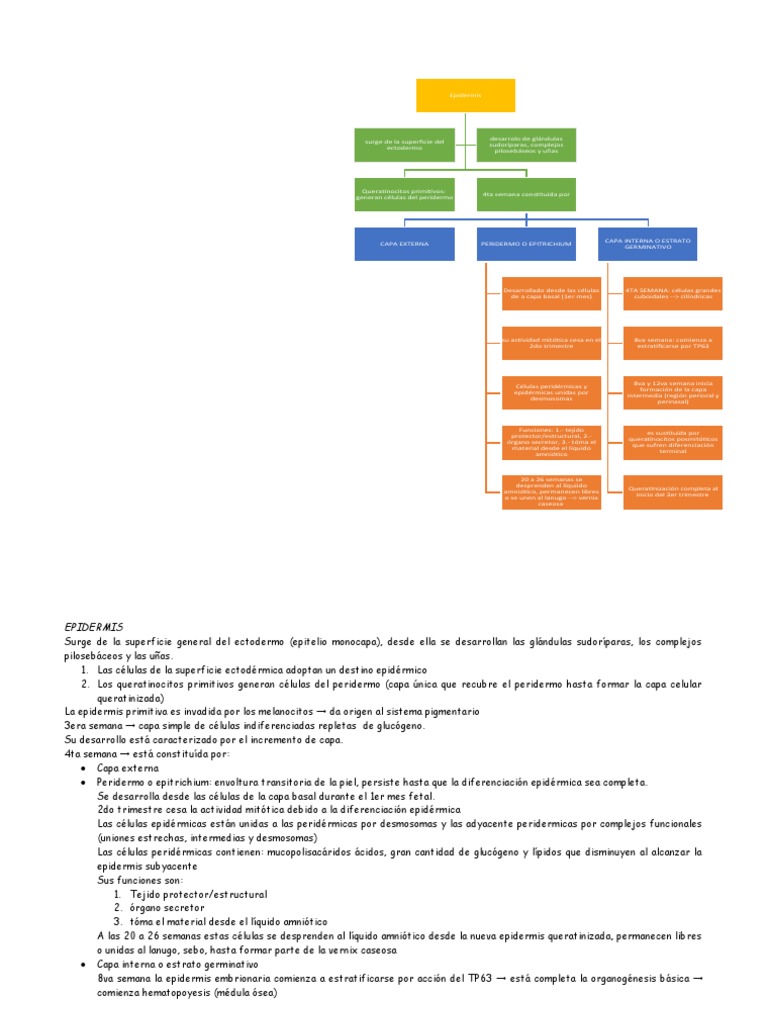 Epidermis y Estrato Germinativo | PDF | Epidermis | Anatomía