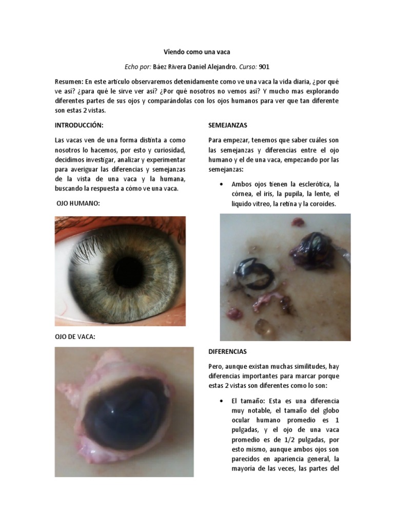 Anatomía y Función del Ojo de Vaca | PDF | Ojo | Ojo humano
