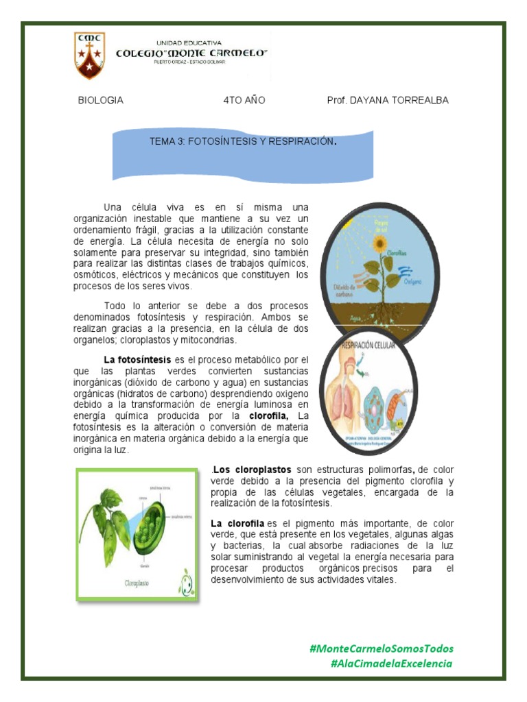 Fotosíntesis y Respiración Celular | PDF | Fotosíntesis | Respiración ...