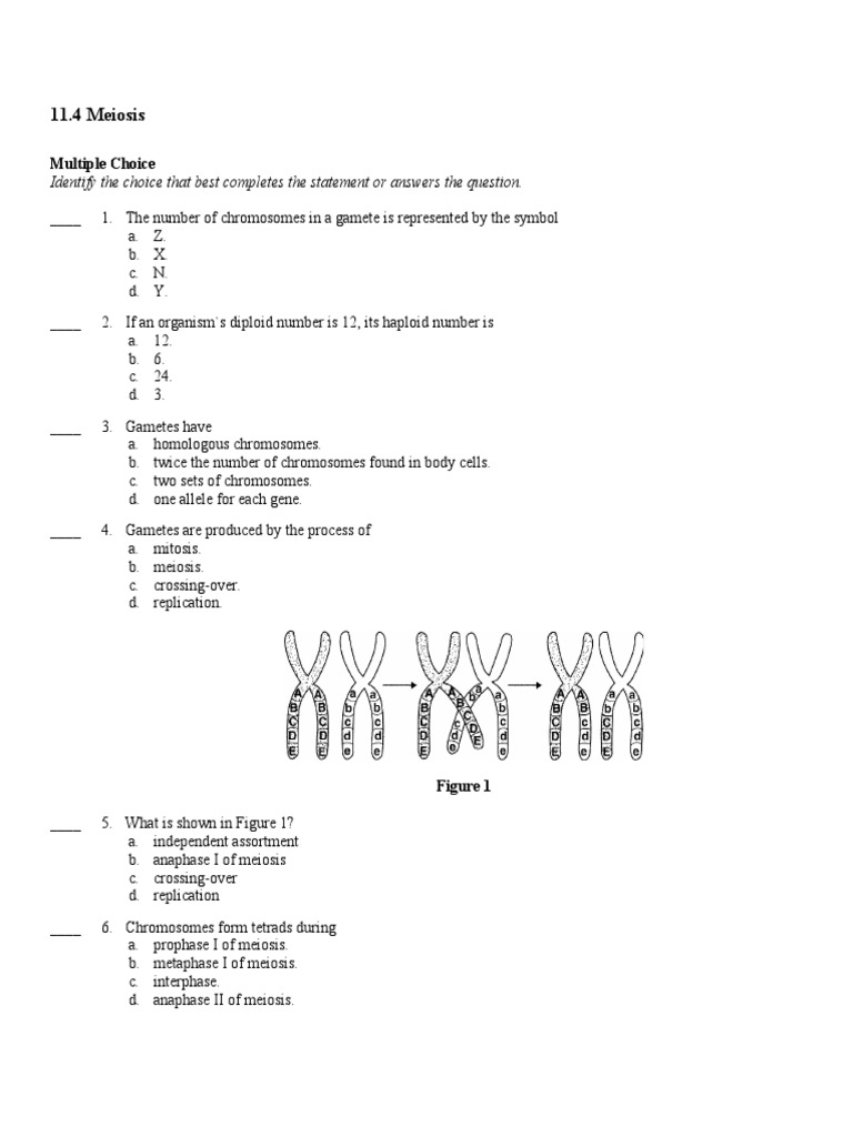 11.4 Meiosis: Multiple Choice | PDF | Meiosis | Ploidy