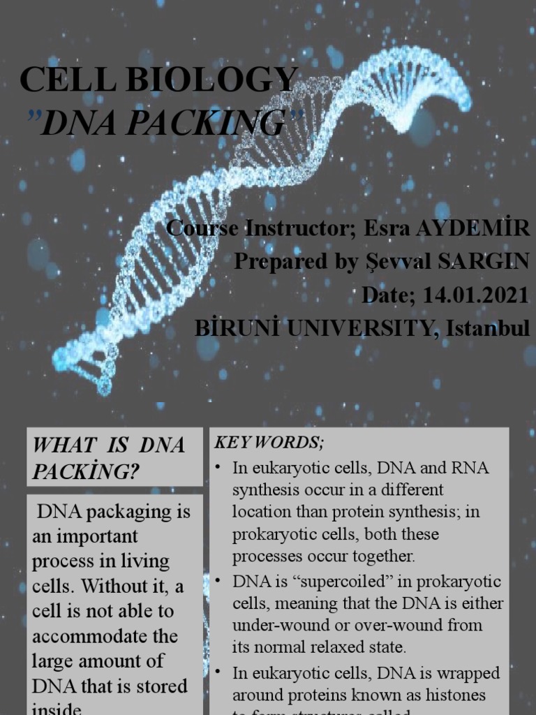 Sargin 艦evval Dna Packing Pdf Chromosome Cell Biology