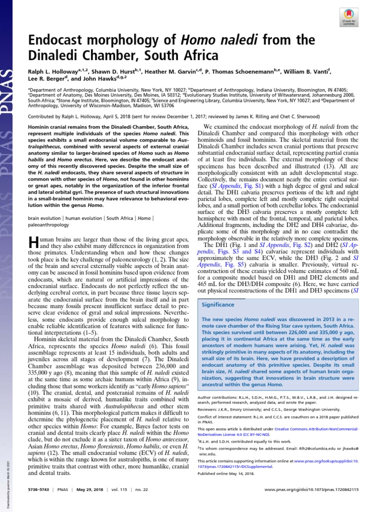 Endocast Morphology of Homo Naledi From The Dinaledi Chamber, South ...