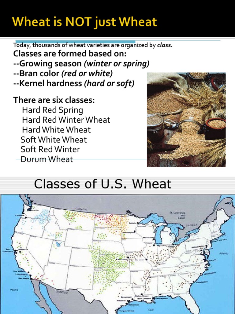 Classes Are Formed Based On: - Growing Season (Winter or Spring) - Bran ...