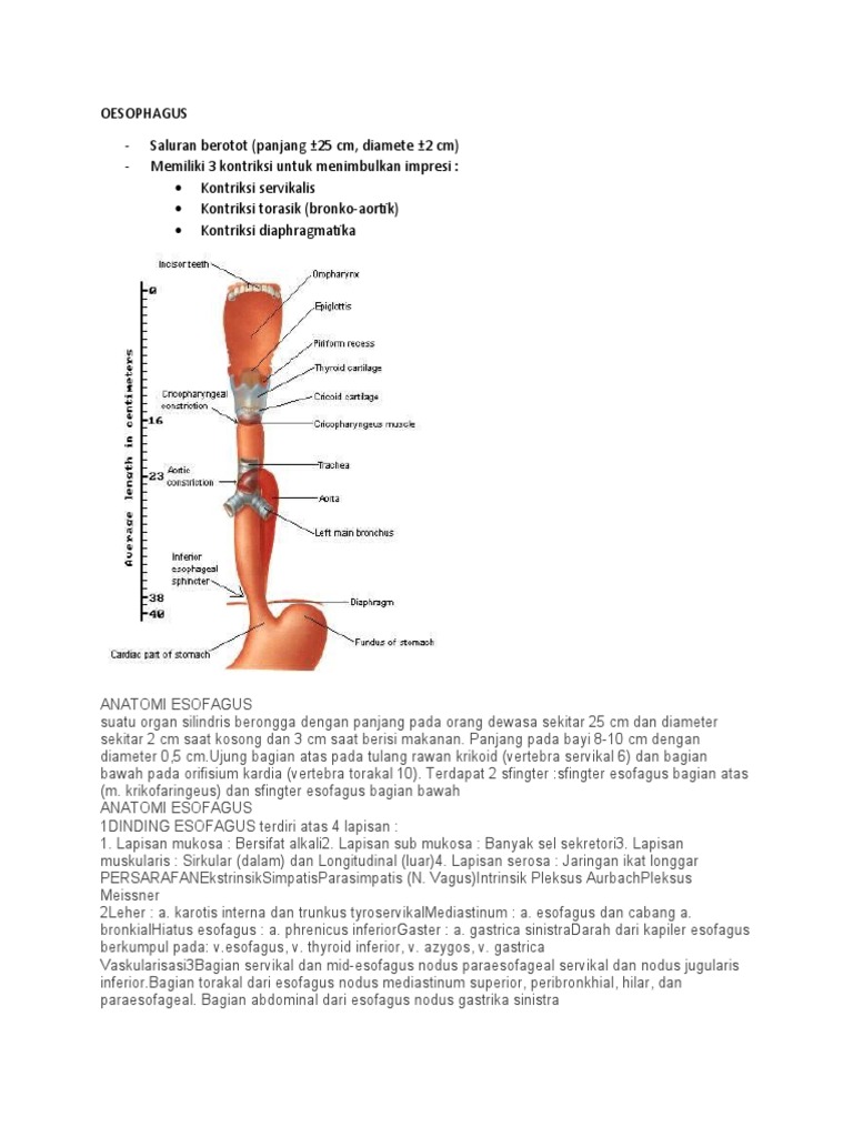 OESOPHAGUS | PDF