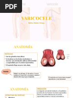 Varicocele Presentacion | PDF | Testículo | Anatomía