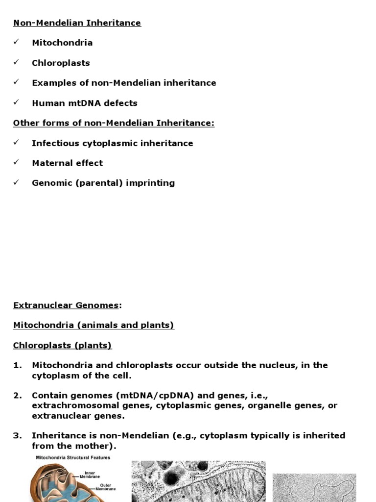 Extranuclear Inheritance-3 | PDF | Mitochondrial Dna | Mitochondrion