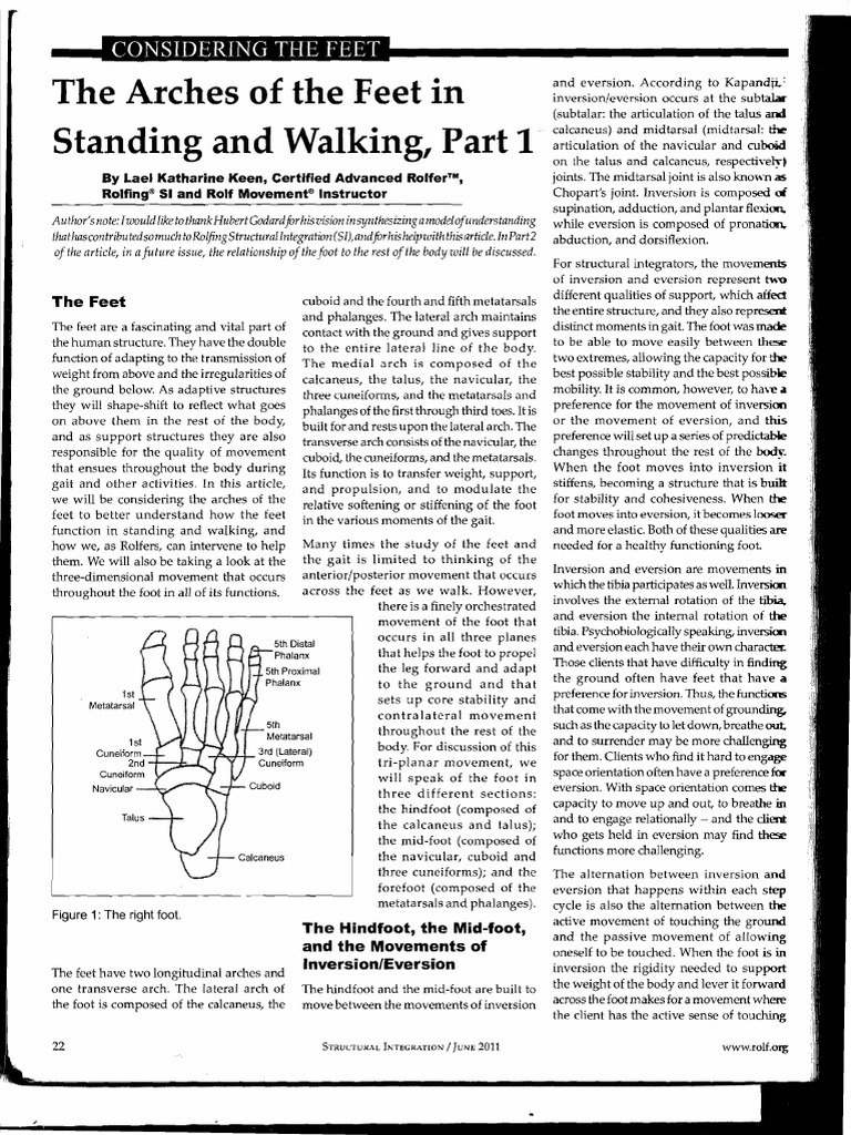 The Arches of The Feet Part 1 | PDF | Foot | Anatomical Terms Of Motion