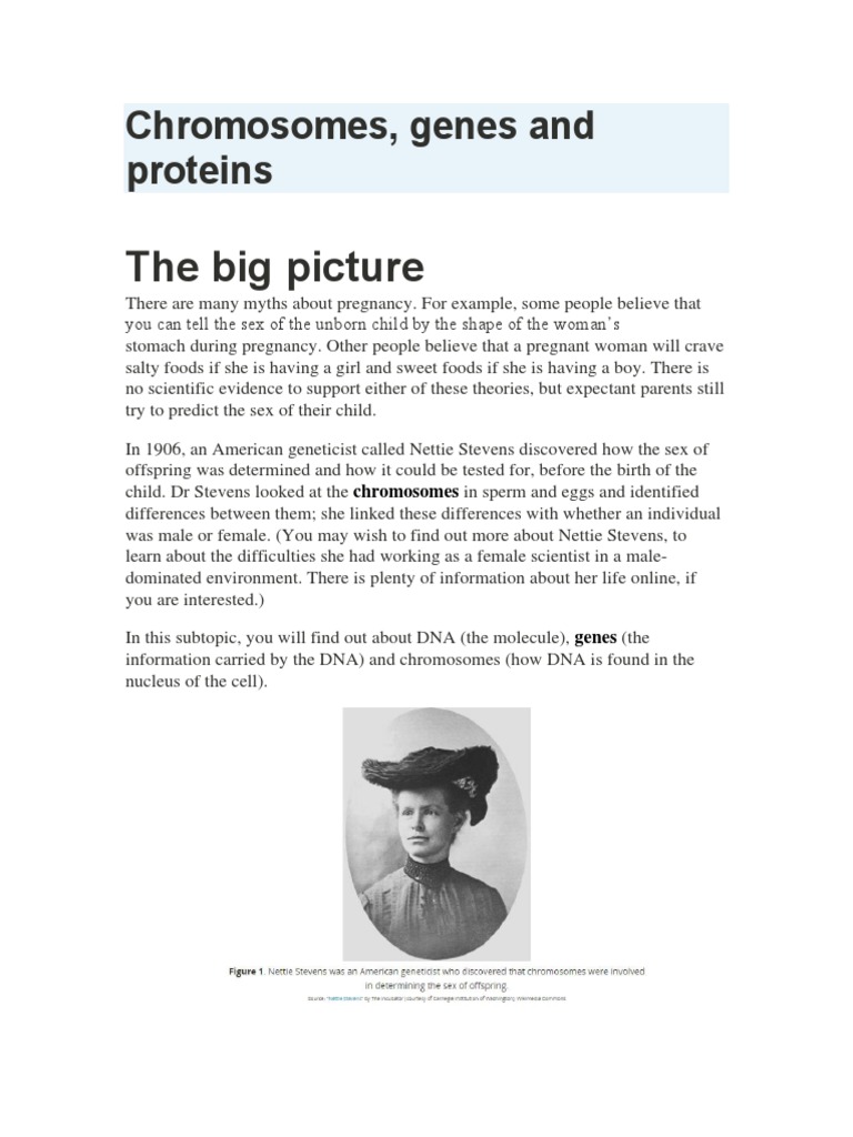 2.chromosomes, Genes and Proteins (Student) | PDF | Ploidy | Gene