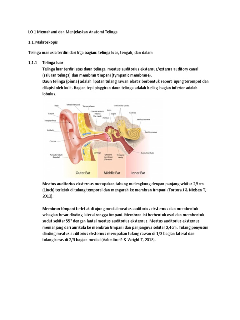 Anatomi Telinga Manusia Secara Lengkap | PDF | Sains & Matematika
