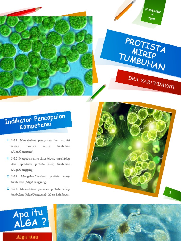 PowerPoint Protista Mirip Tumbuhan | PDF | Griya & Taman | Sains ...