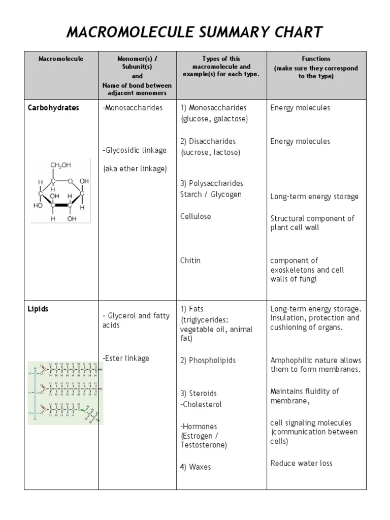 Macromolecule Summary Chart - Completed | Download Free PDF ...