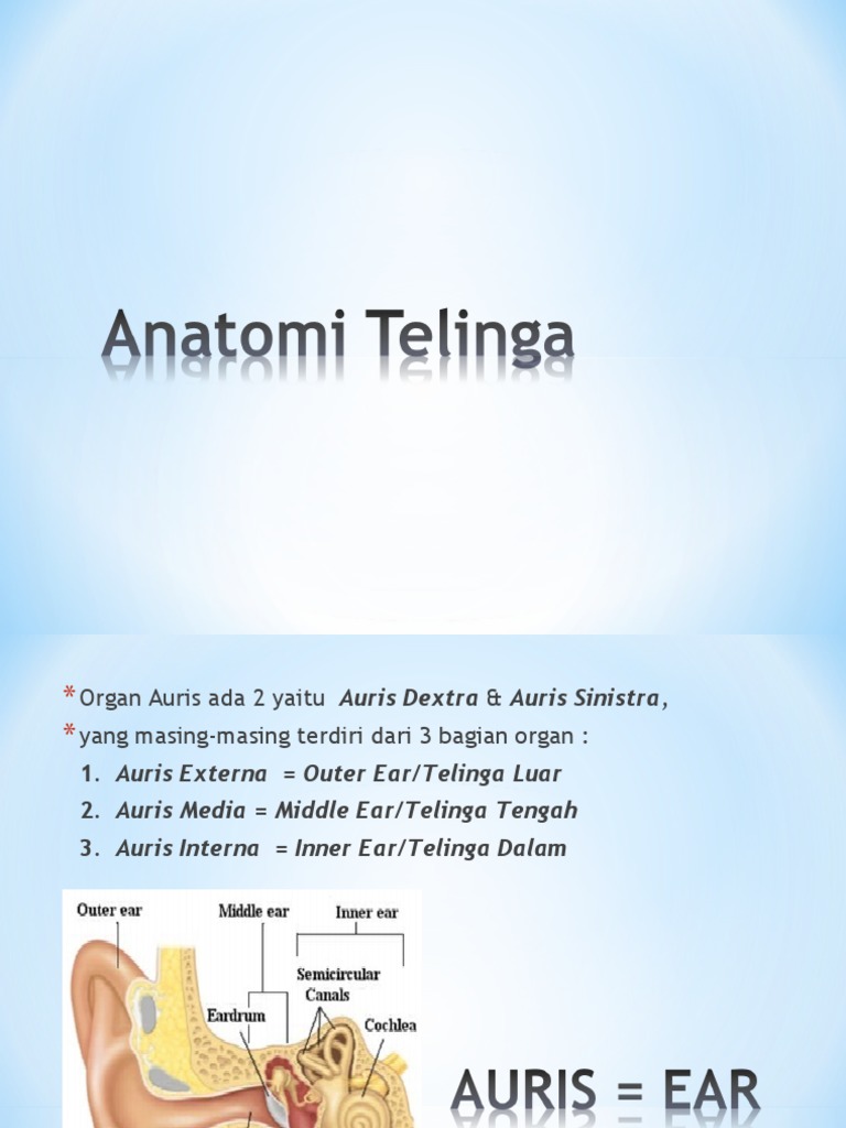 Anatomi Telinga | PDF