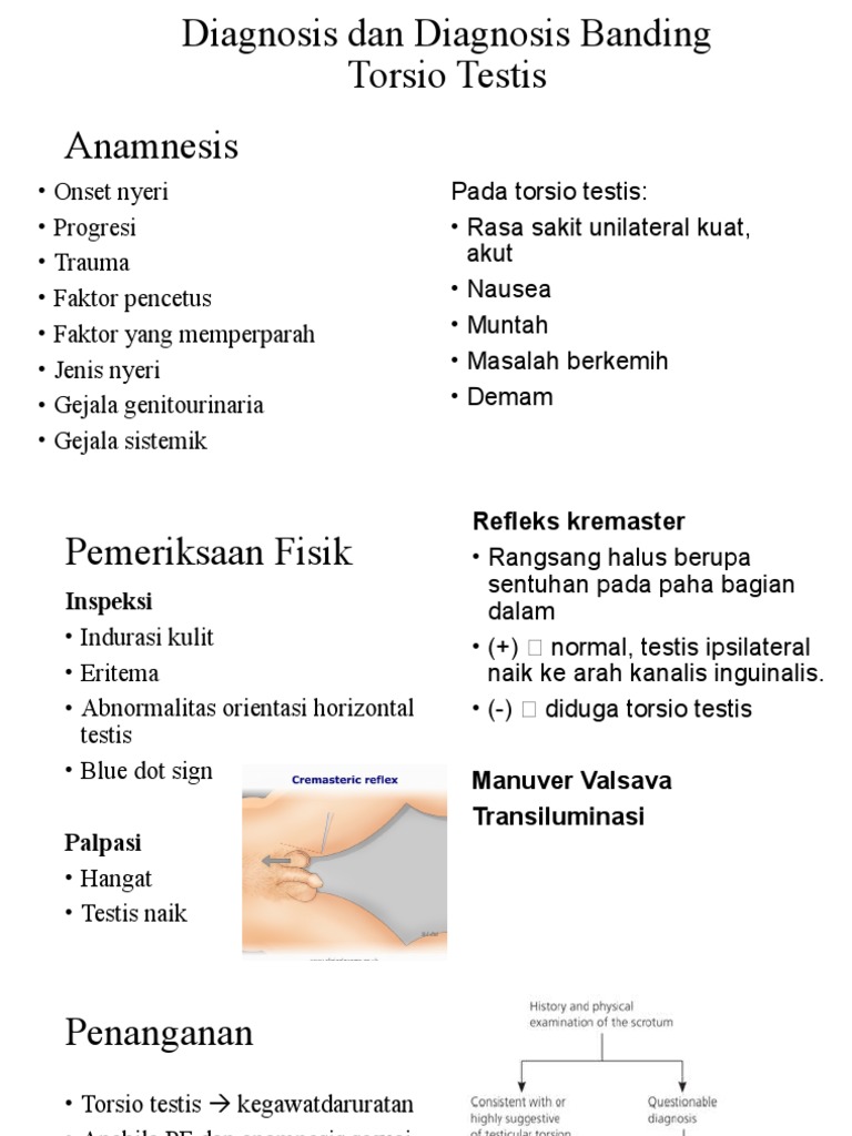 Diagnosis Dan Diagnosis Banding Torsio Testis | PDF